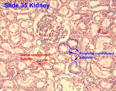 Kidney Slide Labeled Figure 25.3b. Renal Vascular Pathway Figure